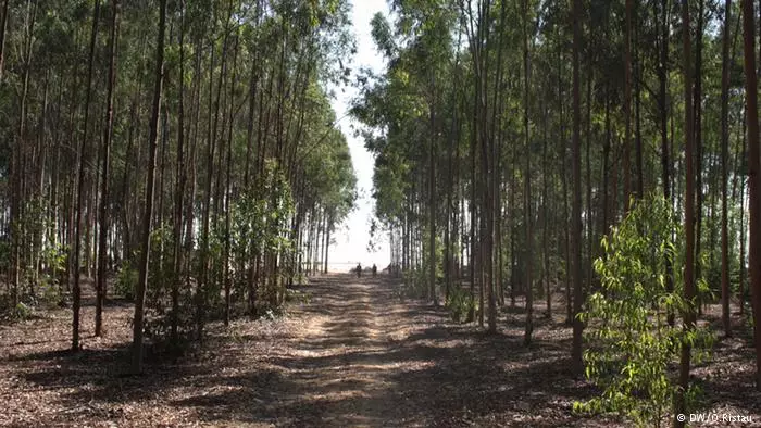 इजिप्शियन शास्त्रज्ञांना वाळवंटात हिरव्या वन वाढवण्याचा मार्ग सापडला