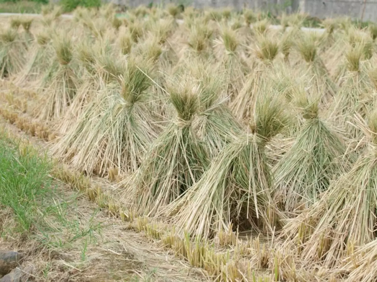 Sistem ngowahi beras dadi biofuel lan feed kanggo kewan langsung ing lapangan. Warta Ekologi Paling Anyar
