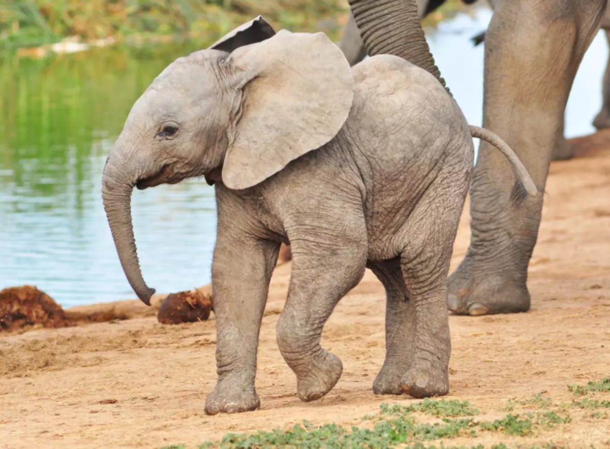 [ဗီဒီယို] Elephant သည်ပင်လယ်ကိုပထမဆုံးအကြိမ်မြင်တွေ့ရသည်