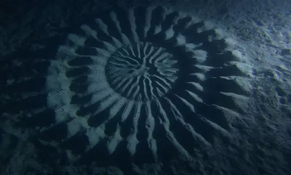 Tajomná geometria: vzory v Ocean Day
