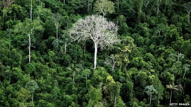 Бразилияда экологиялык банди кармалды