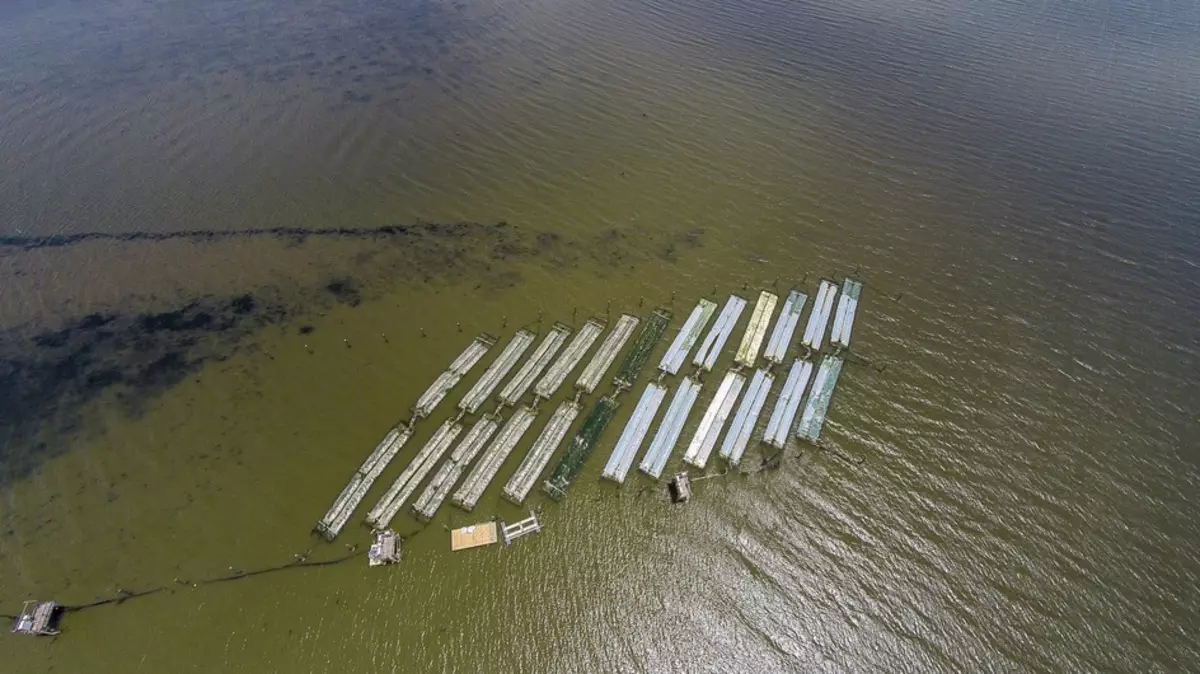 Dieselbrensel fra Algae - Eksperimentell anlegg i Alabama