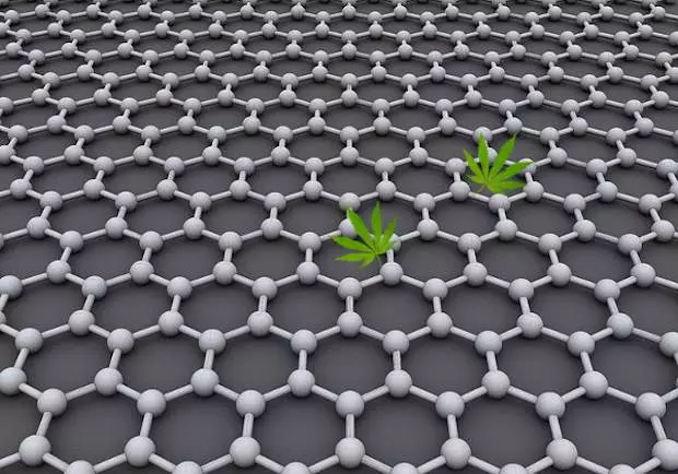 Cannabis GraPhene نىڭ ئورنىنى ئالالايدۇ