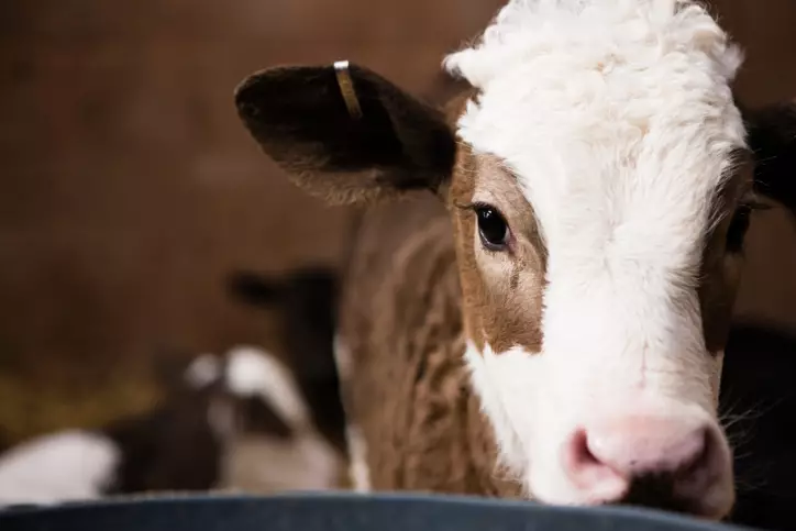 Onbemande voertuigen schieten video over wrede dierenafhandeling