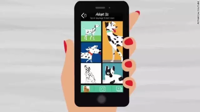 Petmatch Mobile App helpt om in dustmill fan in húsdier te finen
