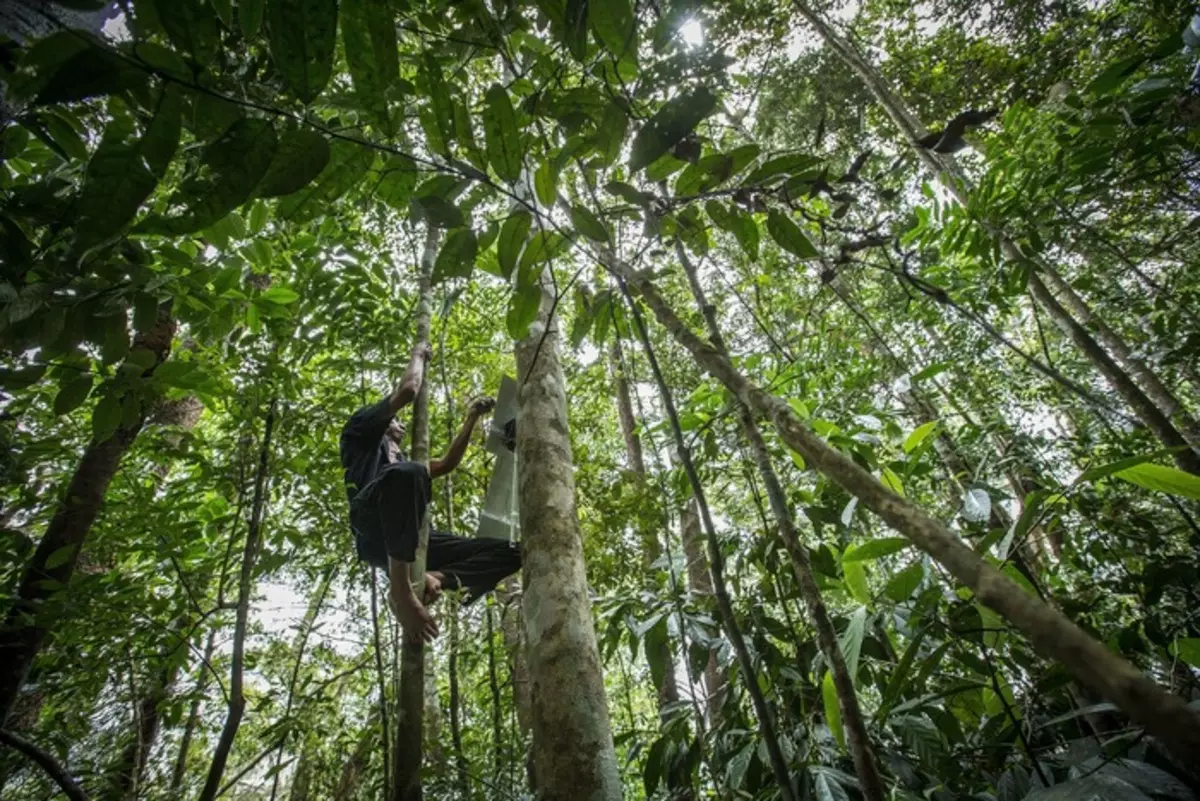 Telefon pintar boleh menyimpan hutan hujan