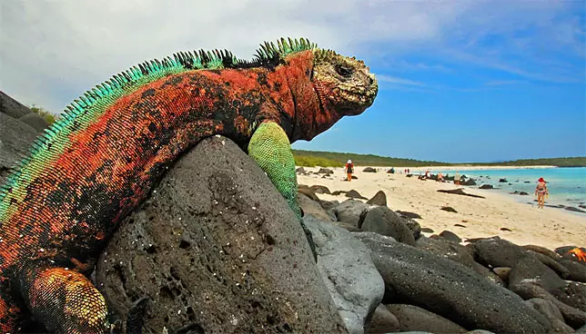 Iguan laut mung bisa ditemokake ing Kapuloan Galapagos.