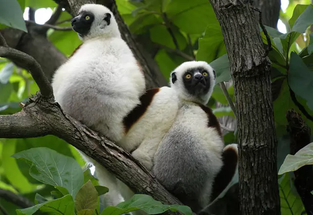 Nut Sifaka yra viena iš lemūrų, gyvenančių Madagaskaro tipų.