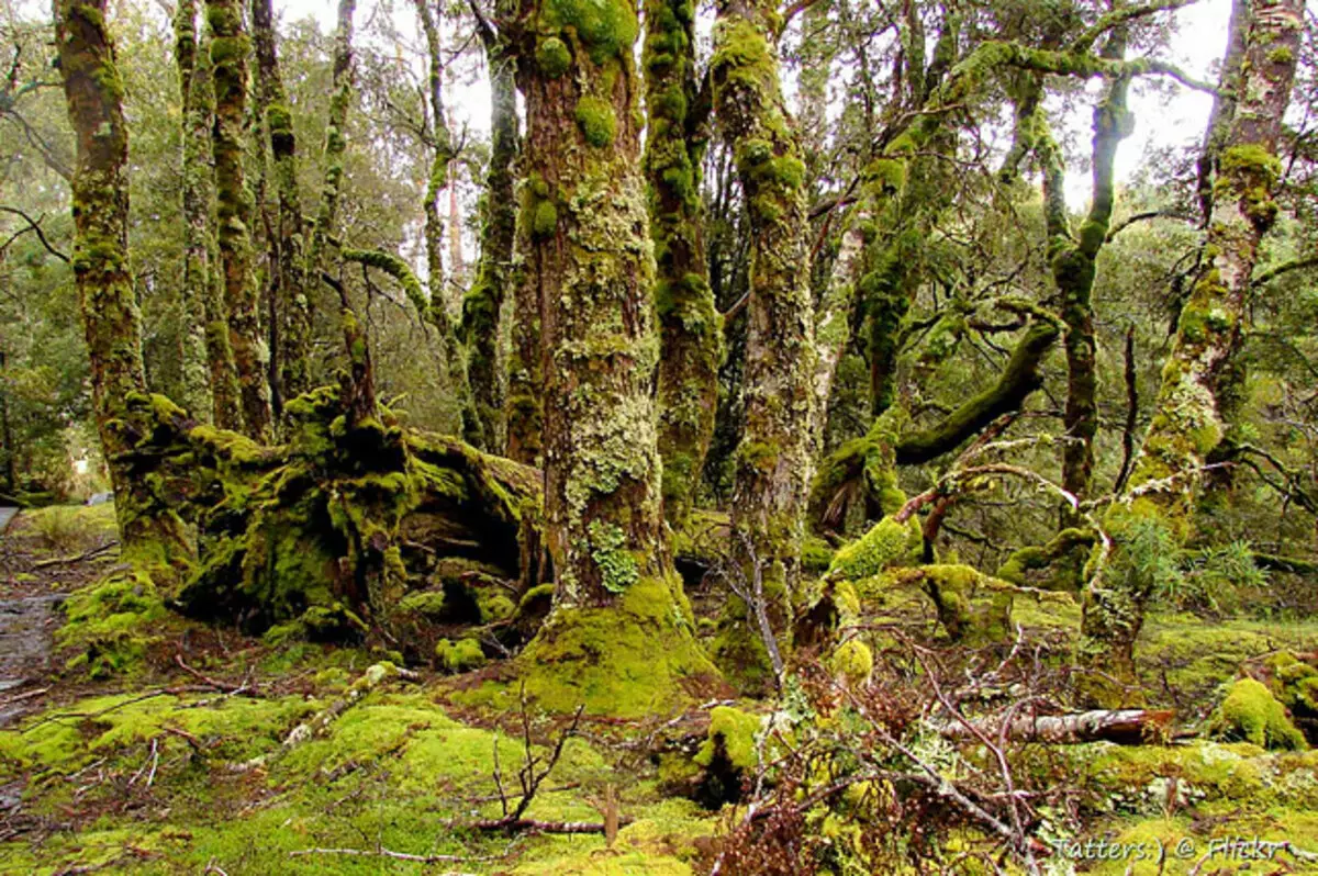 Покривено дрвеће дуж пешачког стаза у једној од резерви Тасманије.