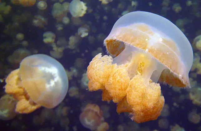 Rich ekosystems Palau Island voi olla Gold Jellyfish