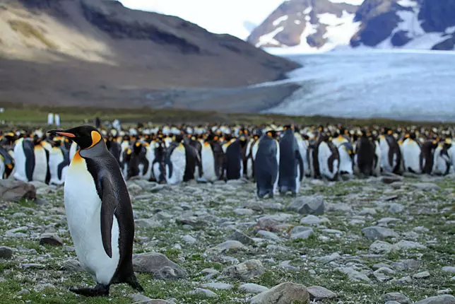 Güney George adasının kıyısında kraliyet penguenler.