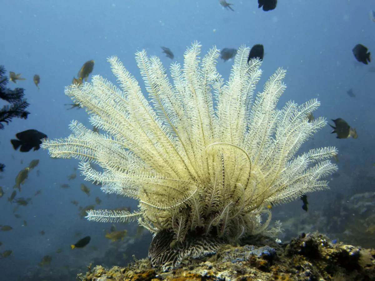 Sei metodi di potenza stravaganti dalle profondità degli oceani