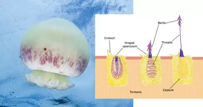 Sei metodi di potenza stravaganti dalle profondità degli oceani