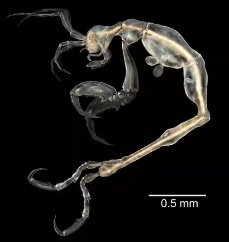 Die Liropus Minusculus Skeleton Garnale is die kleinste onder hul familie.