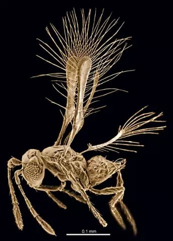 Insek Rider Tinkerbella Nana is onmerkbaar as gevolg van mikroskopiese grootte.