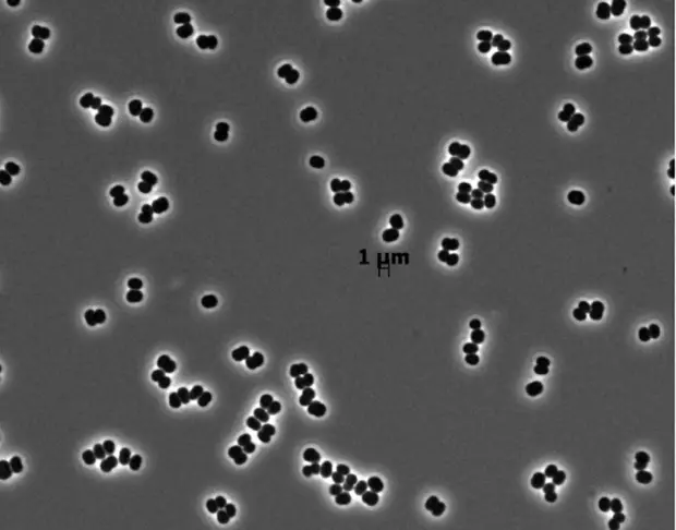 Mikrobes Tersicoccus Phoenicis is ontdek waar daar geen lewe in die steriele perseel is nie, NASA