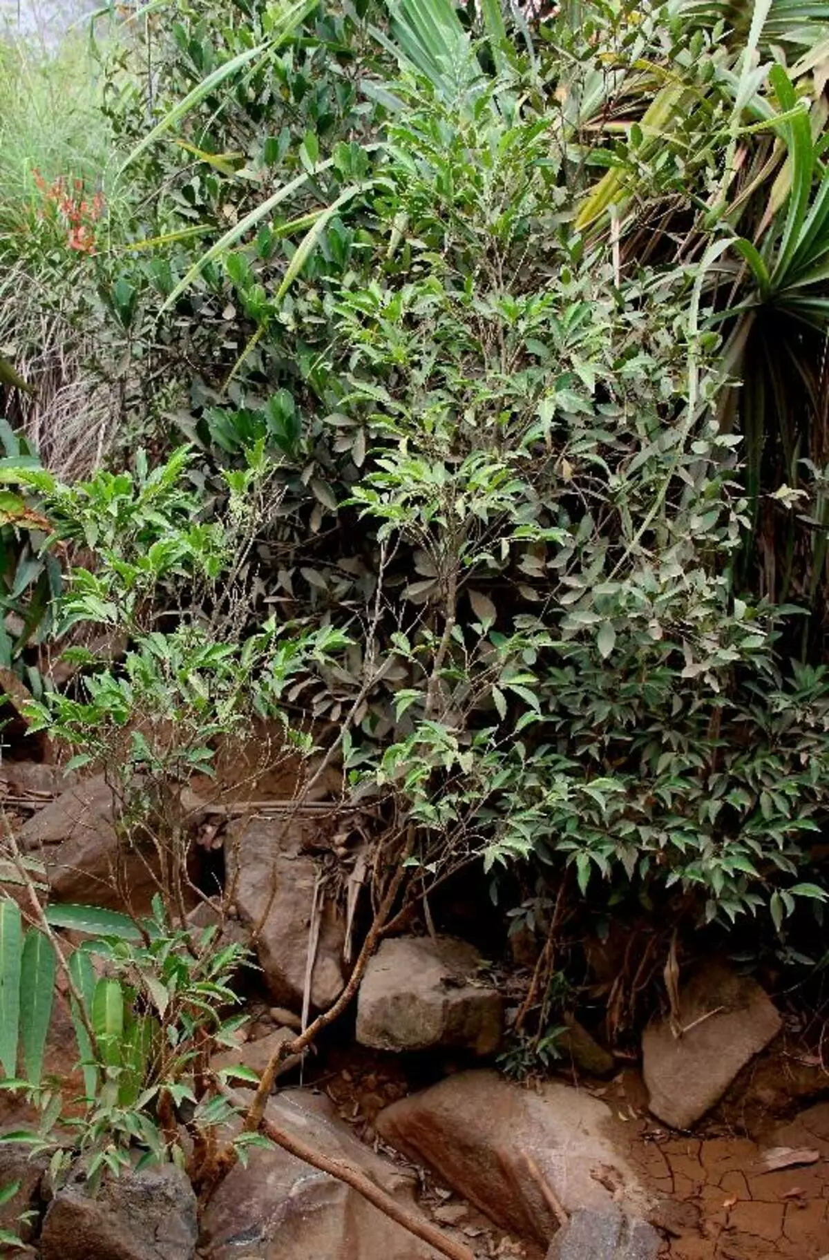 Filippinerne opdagede en plante, der fodrer på metallet