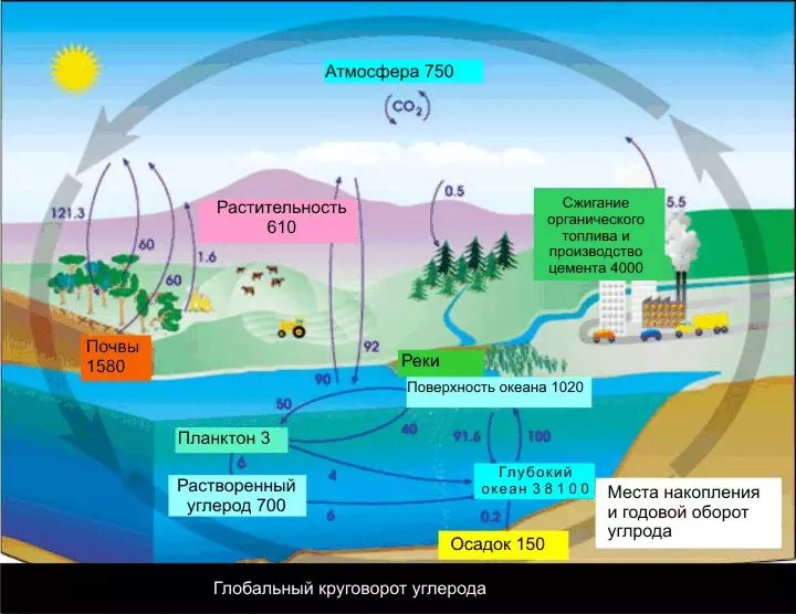Carbonski ciklus. Carbonski ciklus u prirodi, odakle je potrebno, gdje se nakuplja i gdje se ispostavilo.