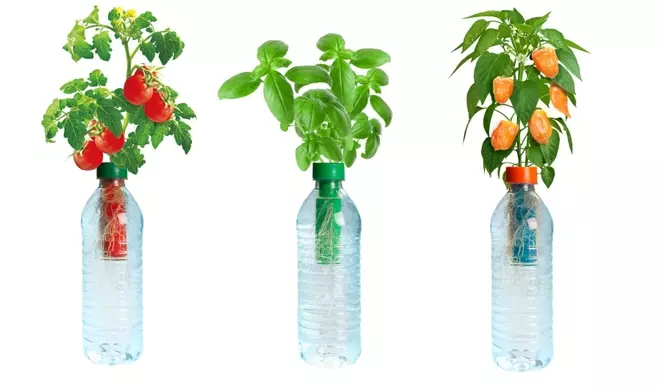 Micro hydroponics in plastic bottles