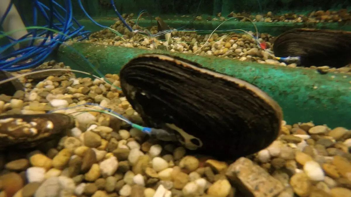 Cyborg Mussels serve as "watch" environment