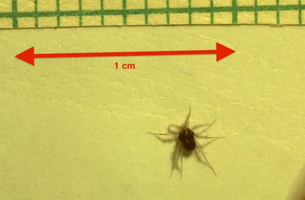 Paratarsotomus Macropalalpis nyaéta endemik Kalolologis Kidul.