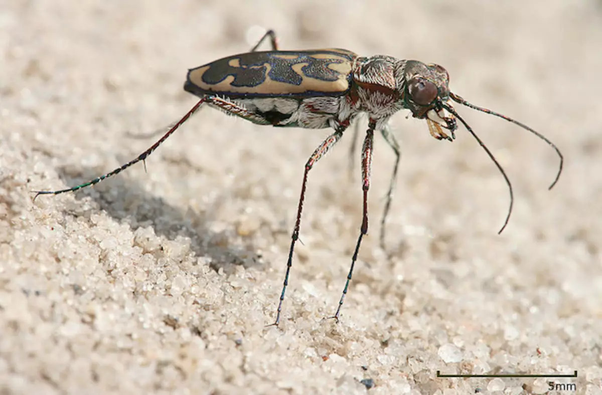 Australian Tiger Beetle (Cicindela Eburneola), i cili më parë e konsideronte mbajtësin e rekordeve, tani merr vijën e dytë në renditje