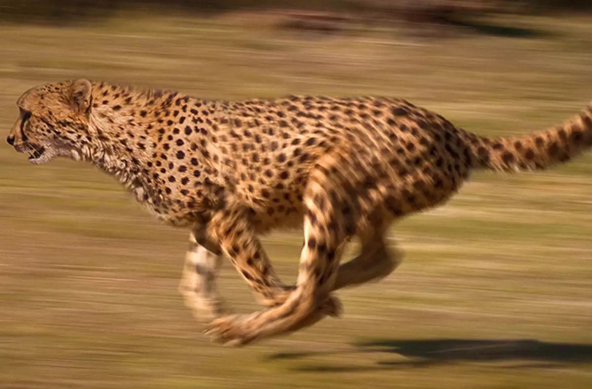 Mbajtësi absolut rekord cheetah vetëm në pozicionin e pestë të vlerësimit relativ