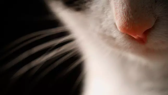 Les caractéristiques les plus mignonnes de votre chat d'un point de vue scientifique