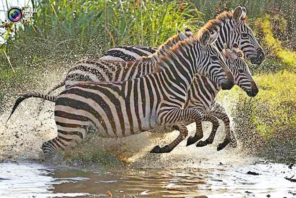 Zebra zibil taşlanmak üçin kim mejbur etdi