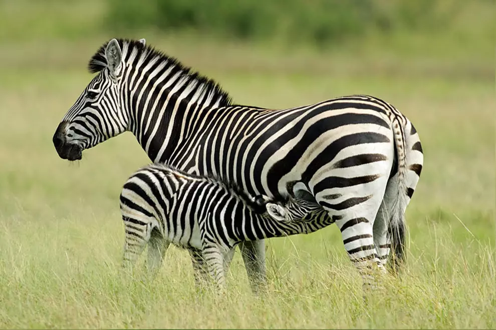 Ktorý nútil zebra stať sa pruhovaným