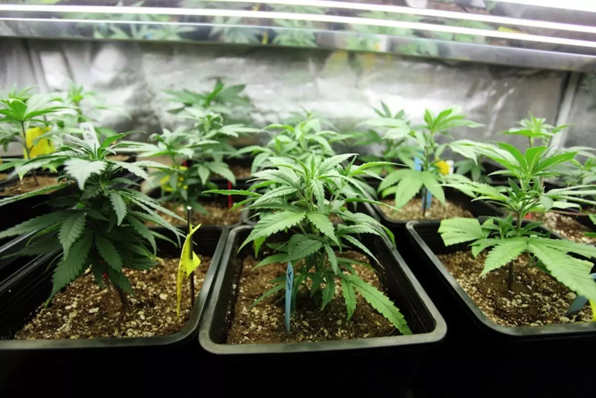 Pentola d'oro: industria della crescita della cannabis di fioritura