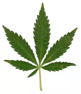 Pentola d'oro: industria della crescita della cannabis di fioritura