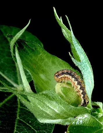 ໃນເວລາທີ່ caterpillar ຫຼືແມງກະເບື້ອໄດ້ດໍາເນີນໄປໃນຄາບອາຫານແລະເລີ່ມຕົ້ນທີ່ຈະແກ້ມແຜ່ນ, ພືດທີ່ມີປະຕິກິລິຍາຕໍ່ການໂຈມຕີ, ຜະລິດສານເຄມີພິເສດ