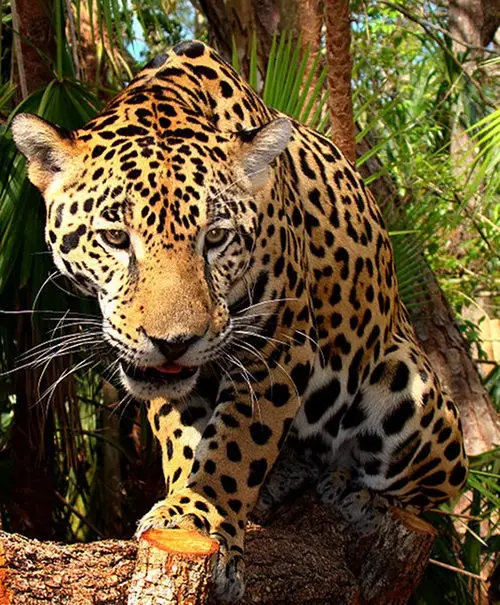 10 тварин, яких можна зустріти тільки в дощових лісах