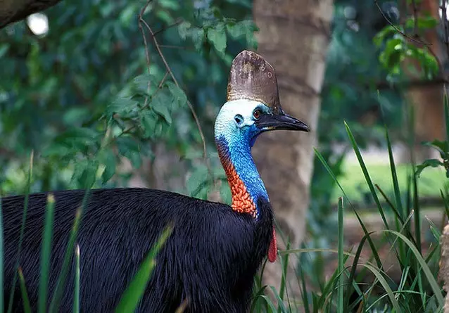 10 dieren die alleen in regenwouden kunnen worden gevonden