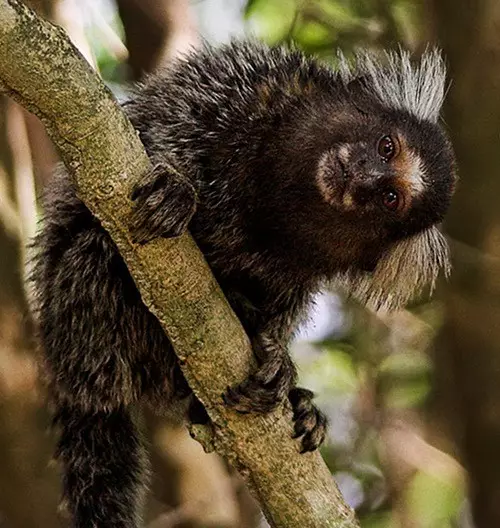 10 тварин, яких можна зустріти тільки в дощових лісах