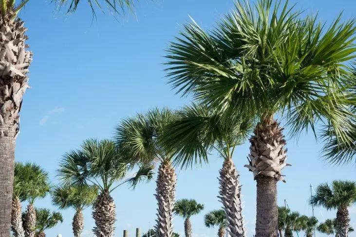 Miami rand vabaneb palmipuudest?