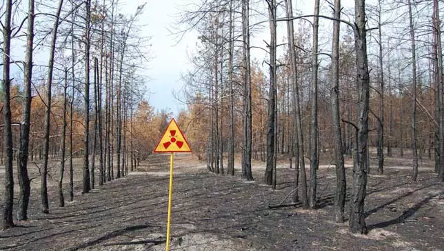 Černobil drveća i lišće praktično ne raspadaju