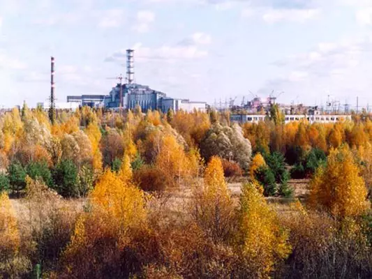 Awọn igi Chernobyl ati awọn leaves ko deminase