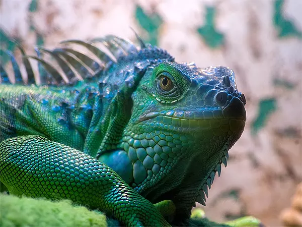 Dinossauros de Modernidade: Encontrou o cromossomo do andar mais antigo