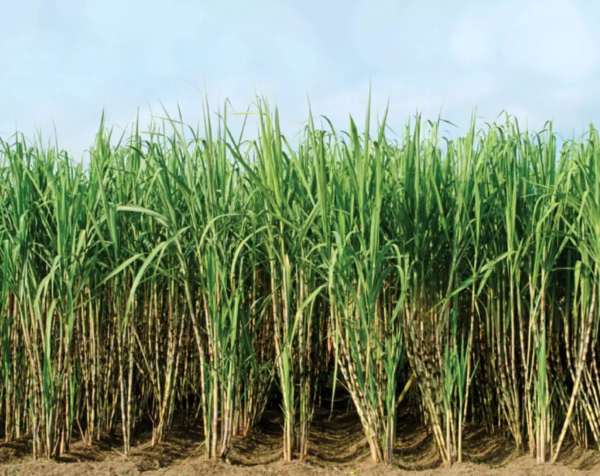 Sukkerrør biodiesel.