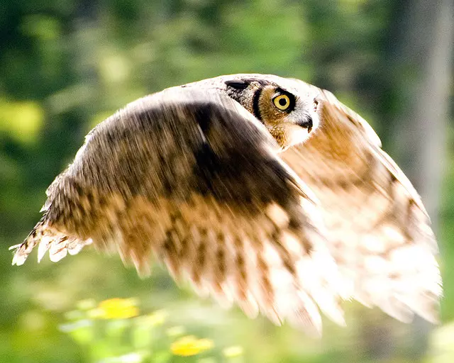 Owls haqqında 5 fakt