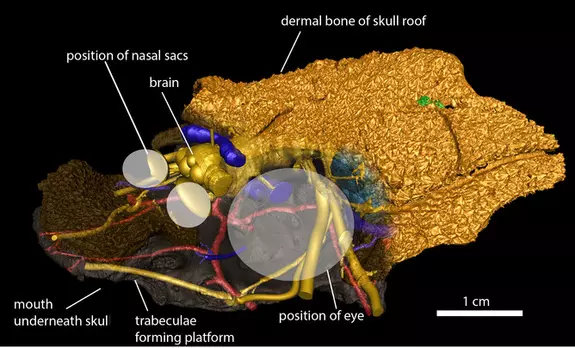 Il pesce fossile ha rivelato il segreto dell'evoluzione del viso