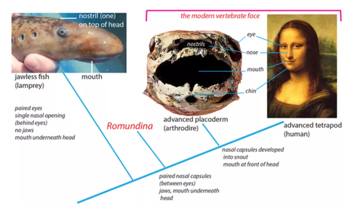 Il pesce fossile ha rivelato il segreto dell'evoluzione del viso