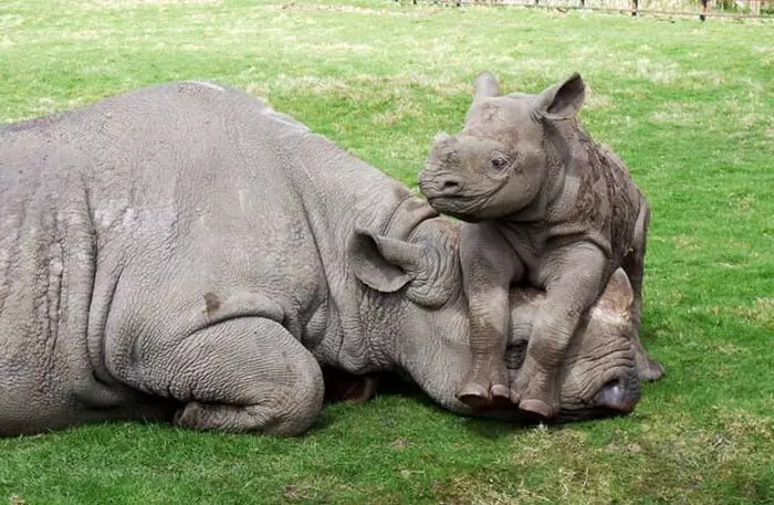 כיצד להגן על rhinoins