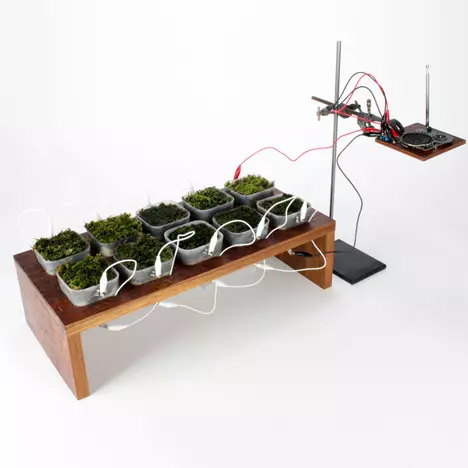 Moss - FM - the first radio in the world of plants. Facepla.net The most fresh ecology