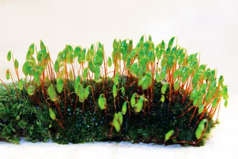 Moss - FM - the first radio in the world of plants