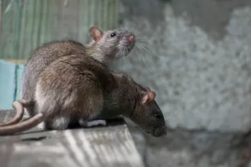 Sawise puning massa sabanjure, tikus gigitasi bakal populate