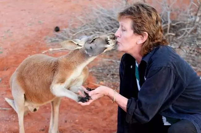 Three amazing kangaroo stories
