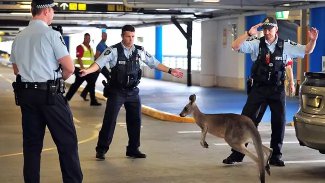 Tri nevjerojatne kanguroo priče
